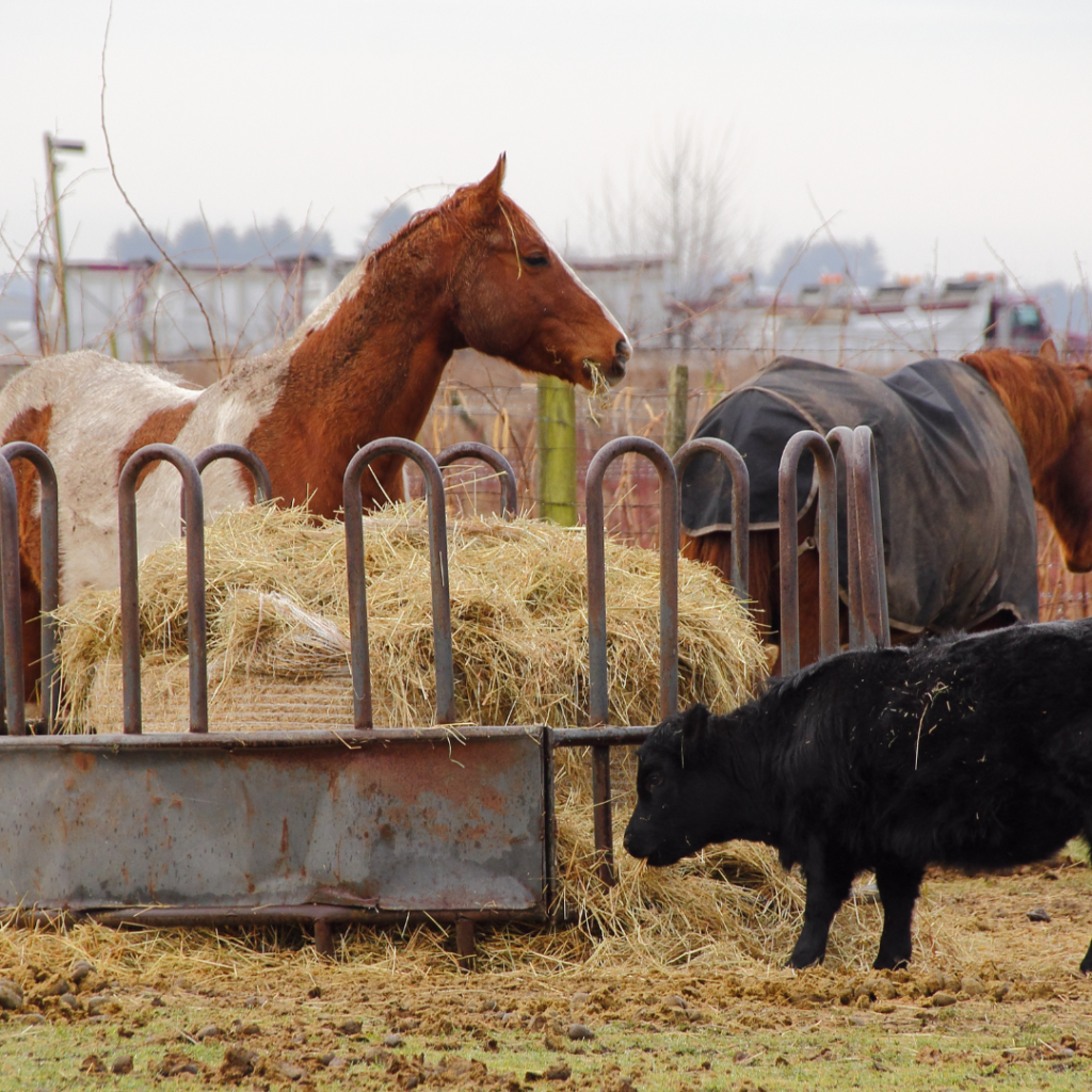 The Benefits of Using Hay Feeders for Your Animals - Solon Feed Mill