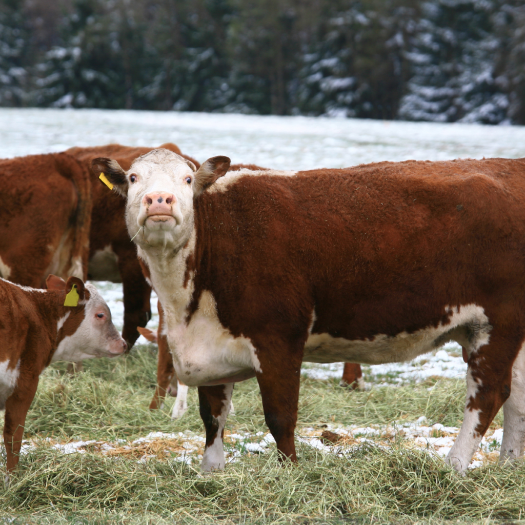Preparing Your Livestock for Winter Feeding - Solon Feed Mill